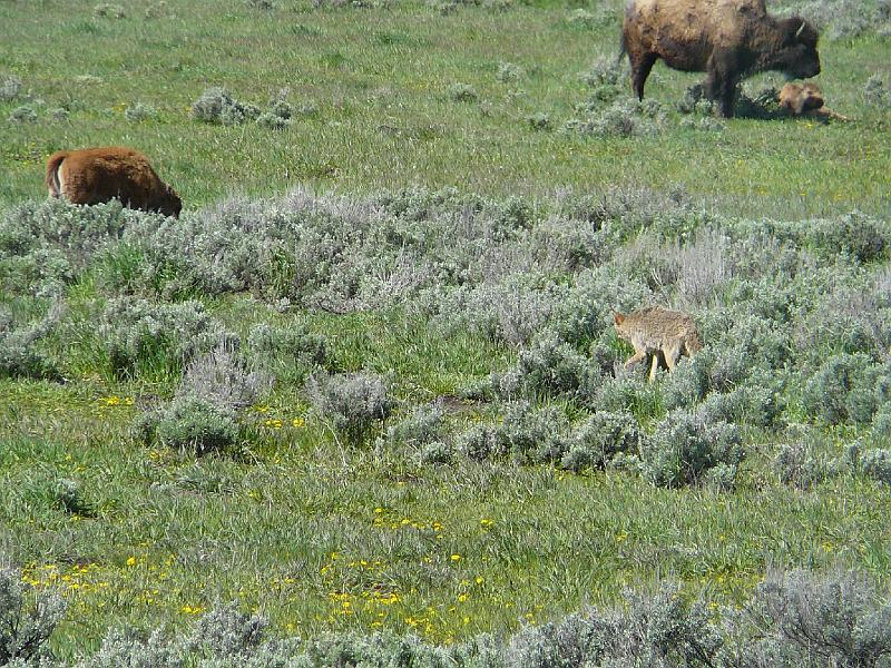 Yellowstone 2008 Trip/Coyote and bison